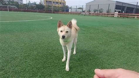 개장에서 살고 있는 공장 진돗개를 푸른 운동장에 데리고 가서 풀어주니 미모가 더욱 빛난다 Youtube