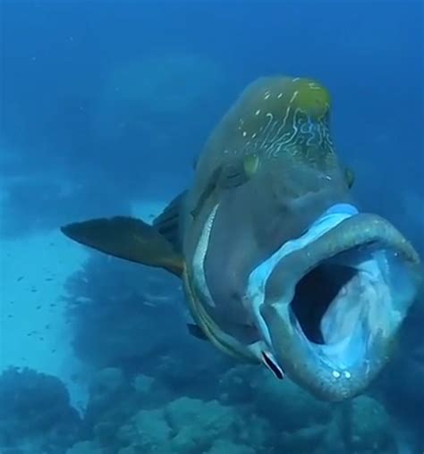 15 Fish With Big Lips Photos And Facts The Aquarium Guide