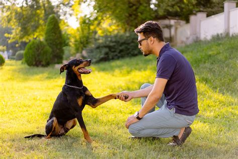 Good Pup Review For September 2025 Best Dog Training Programs