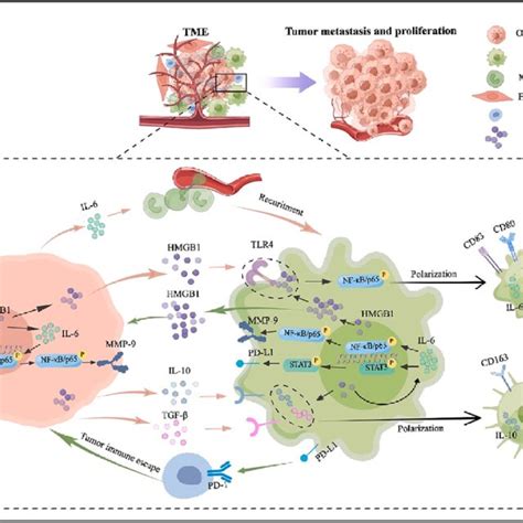 The Expression Of Hmgb1 Was Increased In Hnscc Positively Correlated Download Scientific