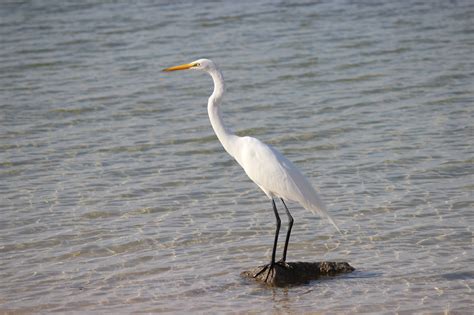 To Behold The Beauty Great Egret