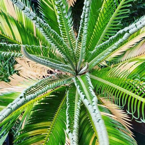 Sago Palm Fertilizer Tips For Choosing The Best Cycad Food