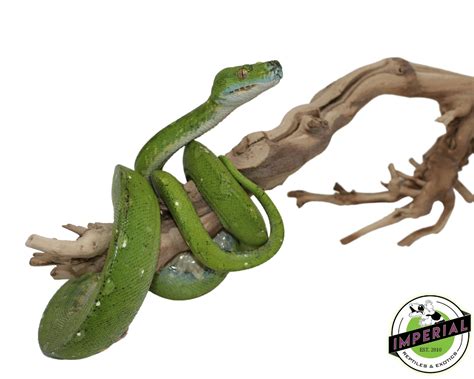 Adult Biak Green Tree Python For Sale Imperial Reptiles Imperial Reptiles And Exotics
