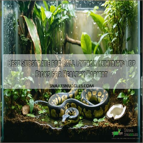 Best Substrate For Ball Python Humidity Top Picks For Healthy Habitat Best Substrate For Ball Python Humidity Top Picks For Healthy Habitat