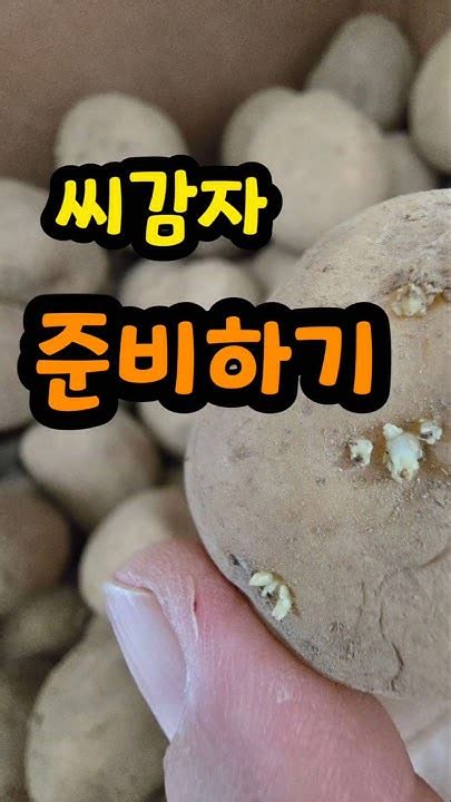 올해 감자농사 준비합니다 씨감자 감자싹틔우기 두백감자 감자농사 youtube