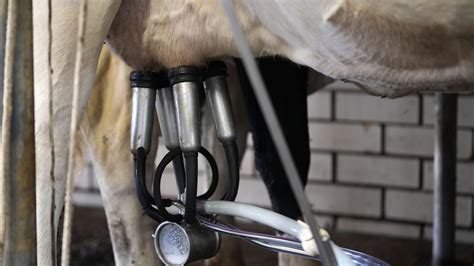 Usda Milk Testing Shows Different Strain Of H5n1 Bird Flu In Nevada