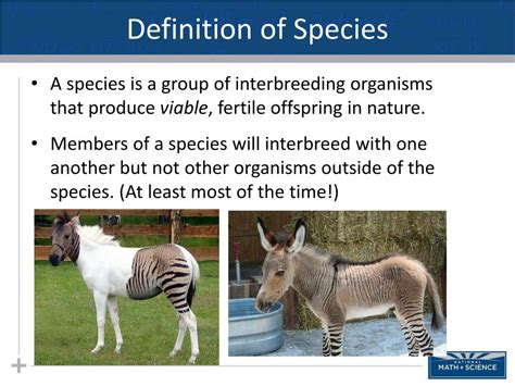 Ppt Macroevolution Part Ii Allopatric Speciation Powerpoint Presentation Id 6718335