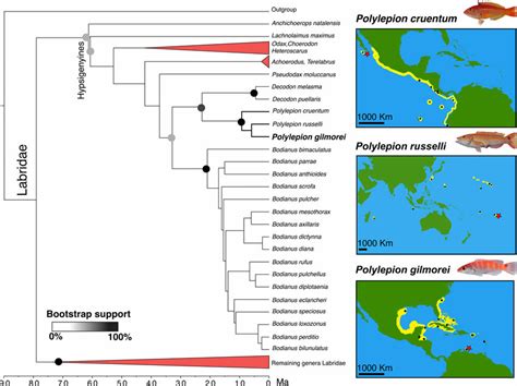 Time Calibrated Phylogeny And Biogeographic Distribution Of Species Of Download Scientific