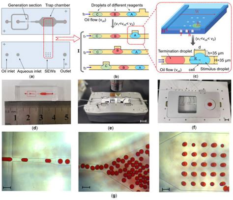 Droplet Based Microfluidic Platform For High Spatiotemporal Resolved Single Cell Signaling Profiling
