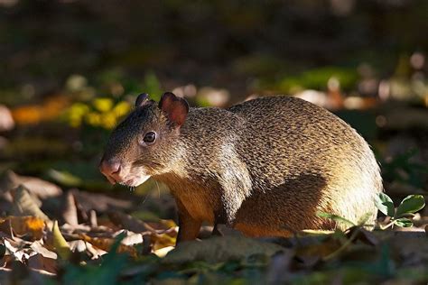 Azaras Agouti Dasyprocta Azarae Facts Habitat And Pictures