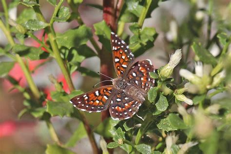 The Top 10 Rare Butterfly Species Viral News