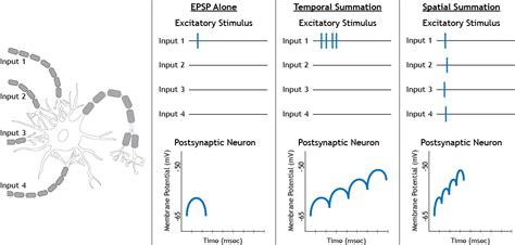Electrical Activity In Neurons Introduction To Neuroscience