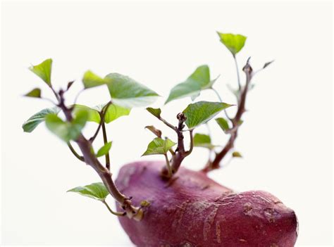 감자 싹엔 독 들었는데… ‘여기 난 싹엔 루테인 풍부 당신의 건강가이드 헬스조선