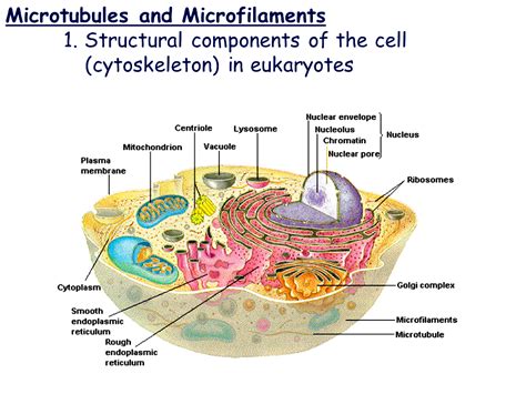 Microtubules And Microfilaments Eukaryotic Cell Human Cell Structure