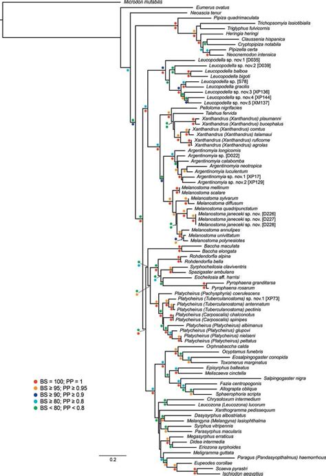 Maximum Likelihood Tree Based On The Combined Dataset Coi 28s And