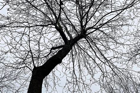 Winter Tree Drawing Background Images HD Pictures And Wallpaper For