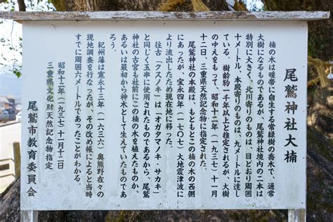 三重県尾鷲市 尾鷲神社の大楠 with photograph