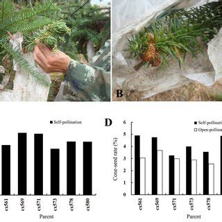 The Result Of Cone Growth And Development In Tested Parents A Download Scientific Diagram
