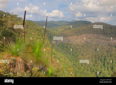 Grass Trees Growing On Edge Of Python Rock Lamington National Park