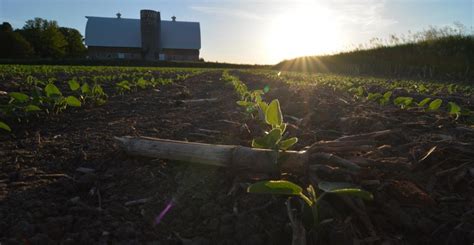 Data Pegs Soybean Yield Gap