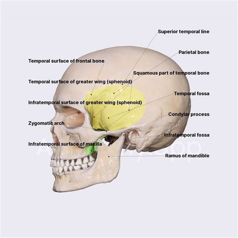 Temporal Line Bristol University Press Exploring New Temporal Horizons