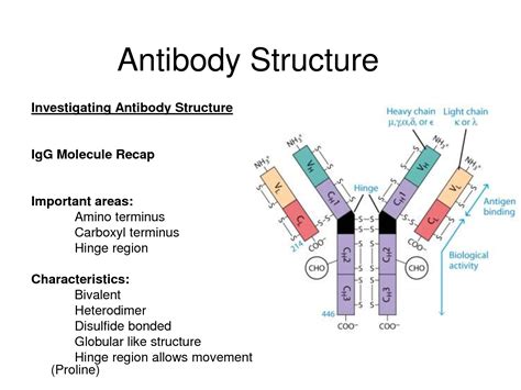 Light And Heavy Chains Of An Antibody At Maria Gibbs Blog