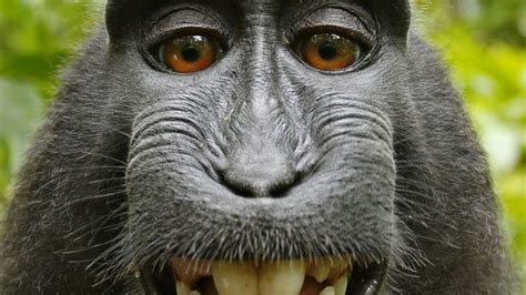 Selfie Dun Singe Qui Possède Les Droits Le Singe Ou Le Photographe