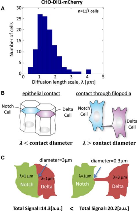 Diffusion Length Scale Of Dll1 Is Variable And Is On The Same Order Of