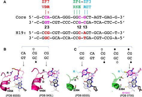 Figure 4 From Structures Of Ctcfdna Complexes Including All 11 Zinc