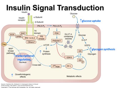 Schematic Representation Of The Main Metabolic Pathways Influenced By