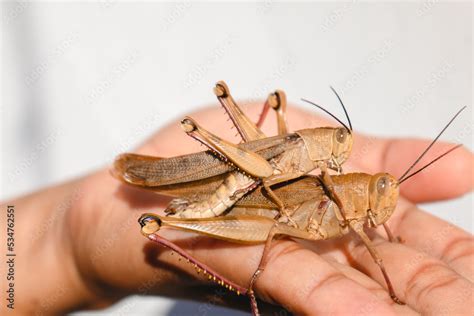 Mating Of Grasshoppers Grasshopper Breeds Sexually Namely The Distribution Of Sperm Of Male