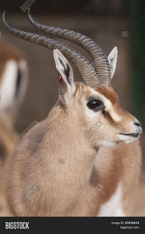 Dorcas Gazelle
