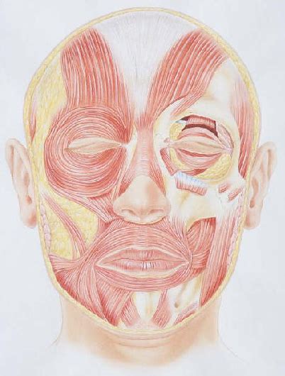 Figure 1 1 From Part Based 3 D Face Recognition Under Pose And Expression Variations Semantic