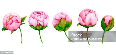 흰색 배경에 격리된 수채화 분홍색 모란 세트 초대장 카드 인사말 로고 라벨 문구류의 디자인을 위한 식물 삽화 모음 결혼식 생일 디자인 개체 그룹에 대한 스톡 벡터 아트 및