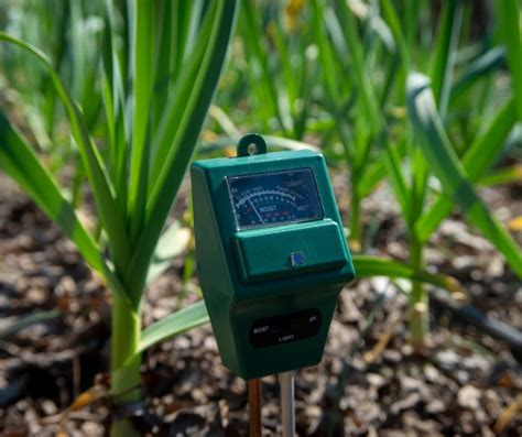 Why Soil Temperature Matters Calendula S Garden