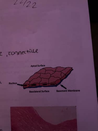 Lab Midterm Flashcards Quizlet