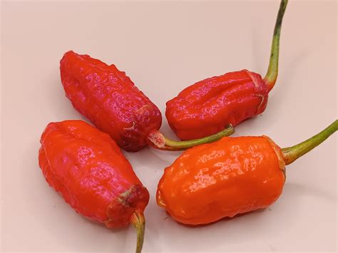 Острый перец Borg 9 — Семена острых перцев — Семена — Каталог и цены — Чесночная ферма