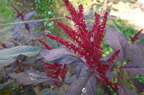 Premium Photo Cultivation Of Amaranth In The Vegetable Garden Amaranth Plant In Flower Purple