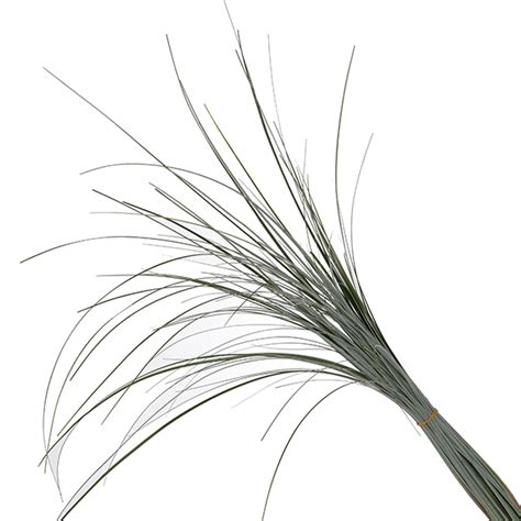 Beargrass Archives Black Tulip Group