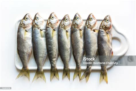 검은 바다 신선한 블루 피쉬 화이트 텍스트에 대 한 공간을 가진 물고기 패턴입니다 위에서 보기 0명에 대한 스톡 사진 및 기타 이미지 Istock