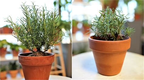 로즈마리 이렇게 안 키우면 다 죽어요 로즈마리 잘 키우는 방법 물주기 가지치기 삽목 Youtube