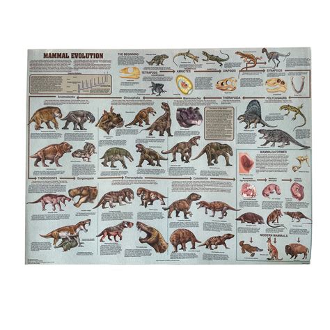Mammal Evolution Poster Unique Educational Décor Art By God