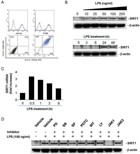 A Phenotypic Characterization Of Bmdms By Flow Cytometry Mouse Bmdms