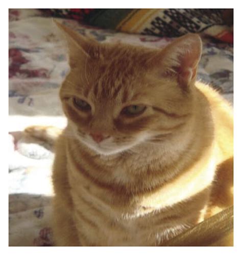 Object Detection Through Modified Yolo Neural Network Ahmad 2020 Scientific Programming