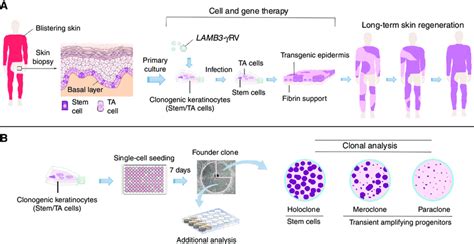 Schematic Representation Of Ex Vivo Gene Therapy And Clonal Analysis Download Scientific