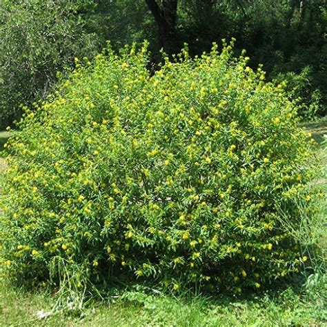 Hypericum Prolificumst Johns Wort Dropseed