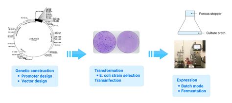 Protein Expression And Purification Service Tribioscience
