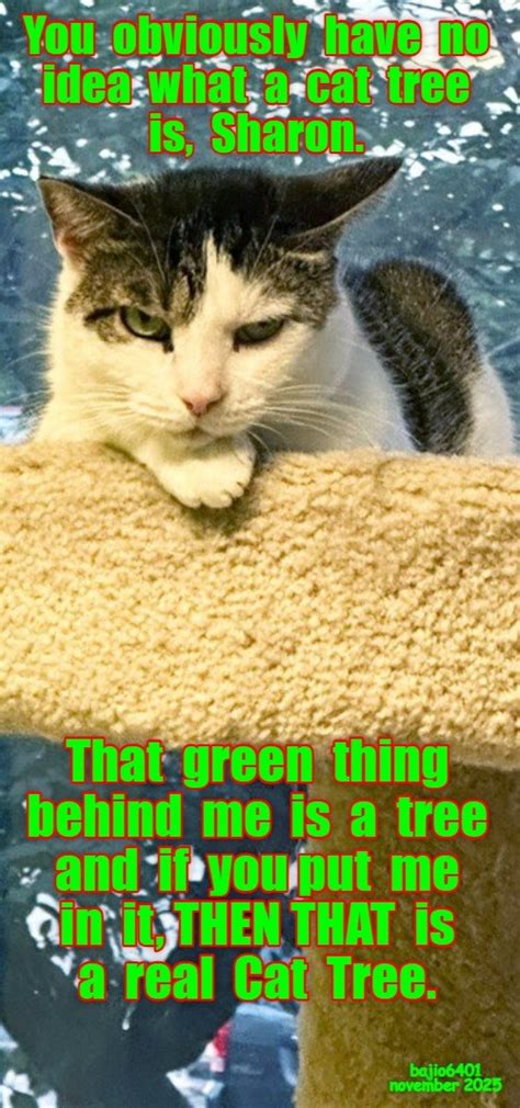 Real Cat Tree Lolcats Lol Cat Memes Funny Cats Funny Cat