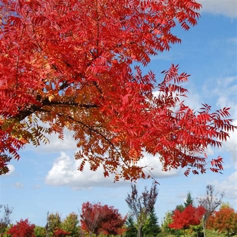 Chinese Pistache Tree For Sale Brilliant Fall Color Shade Tree