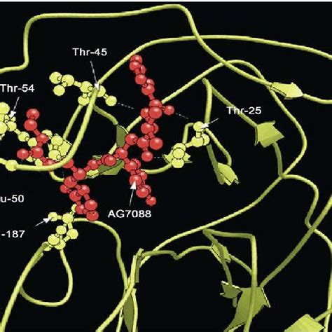 53 Diagrammatic View Of Some Common Microscopic Invertebrates A